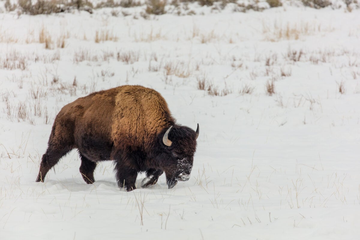 The History of the American Bison is the History of The American West ...